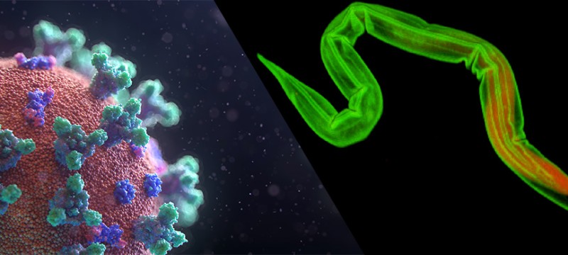 New research suggests hookworms could offer protection from severe ...